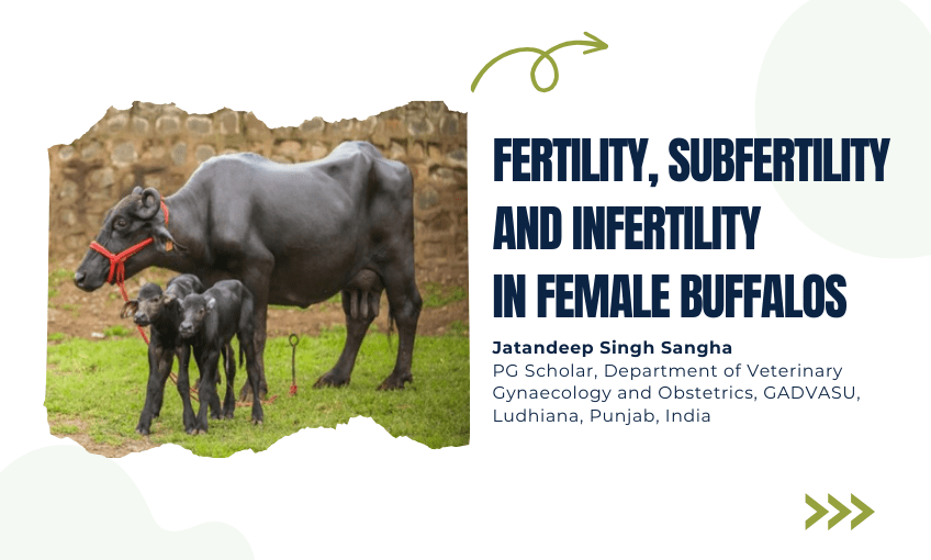 Fertility, Subfertility and Infertility in Female Buffalos - SR ...