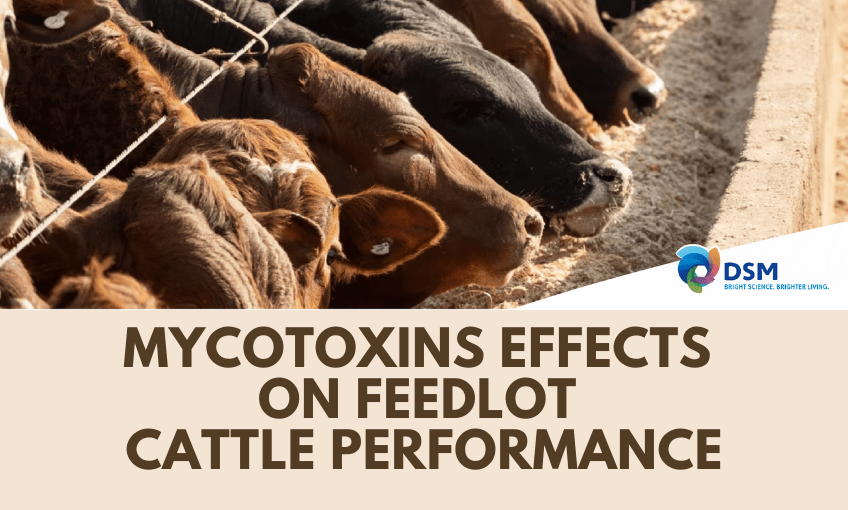 Mycotoxins Effects on Feedlot Cattle Performance - SR Publications