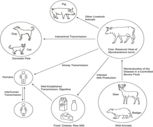 Zoonotic Tuberculosis - An Emerging Concern - SR Publications