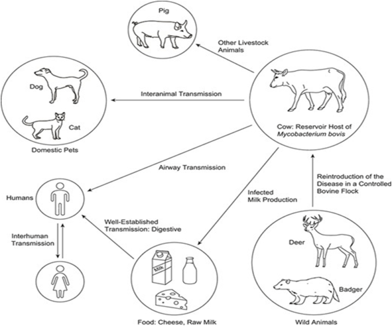 Zoonotic Tuberculosis - An Emerging Concern - SR Publications