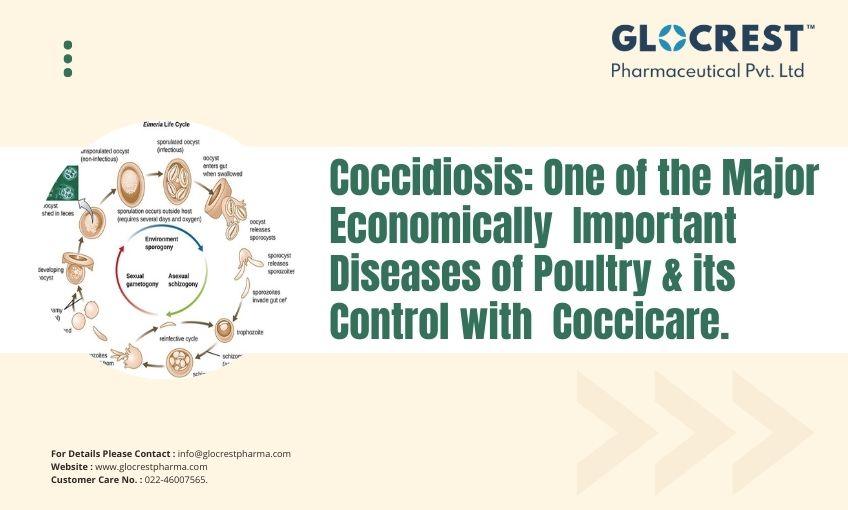 Coccidiosis: One of the Major Economically Important Diseases of Poultry & Its Control With ...