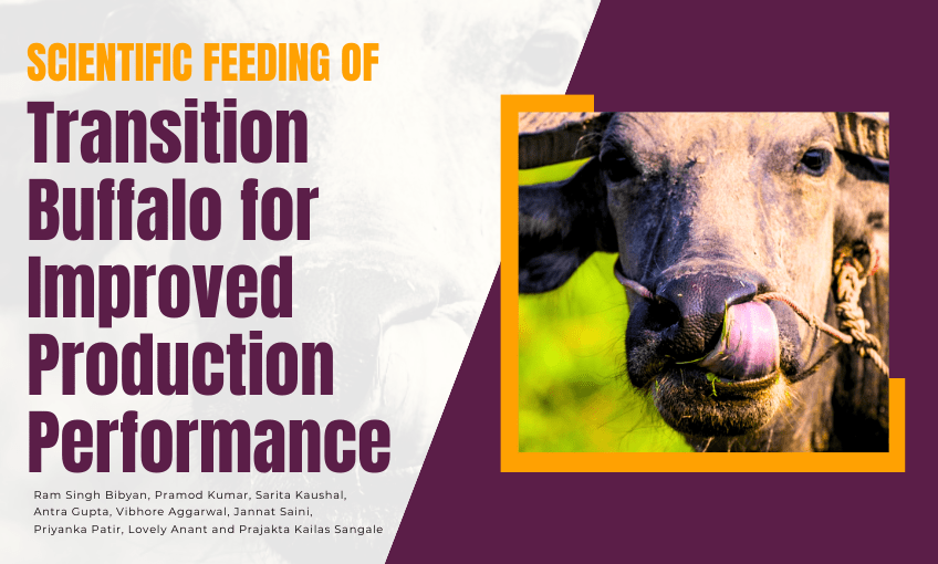 Scientific Feeding of Transition Buffalo for Improved Production ...