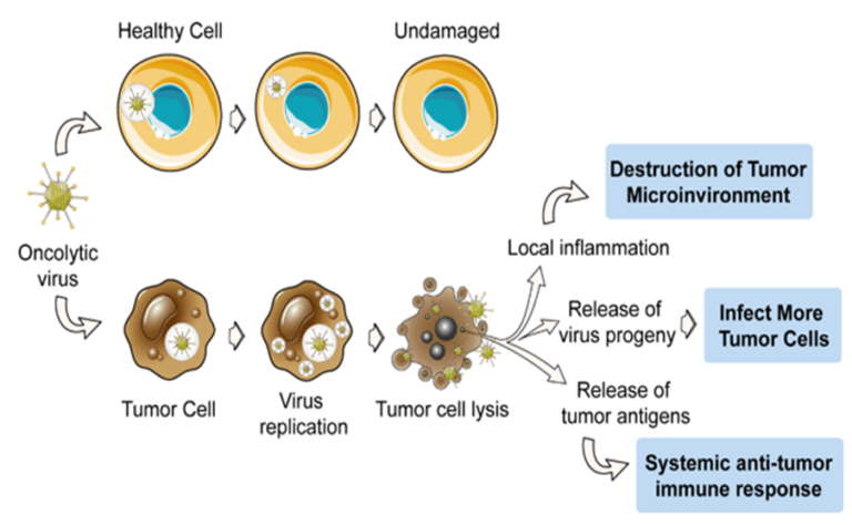 Oncolytic Virotherapy – “A Viral Assault on Tumors” - SR Publications
