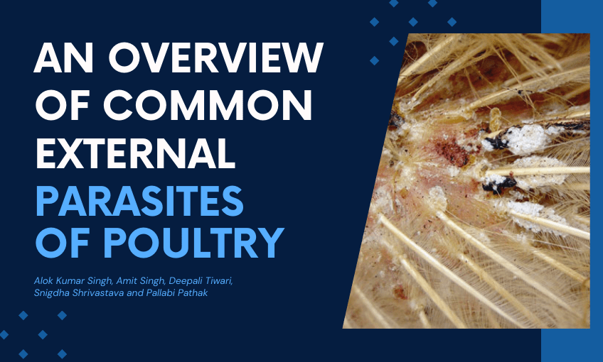 An Overview of Common External Parasites of Poultry - SR Publications