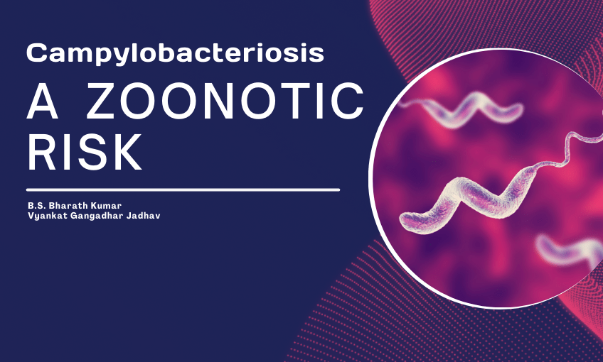 CAMPYLOBACTERIOSIS- A ZOONOTIC RISK - SR Publications