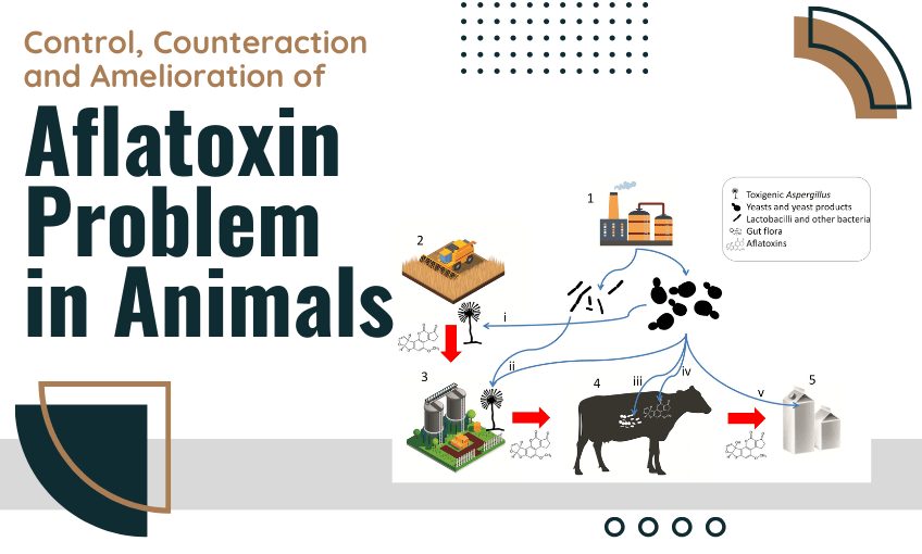 Control, counteraction and amelioration of aflatoxin problem in animals ...