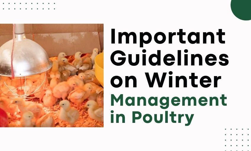 Important Guidelines on Winter Management in Poultry - SR Publications