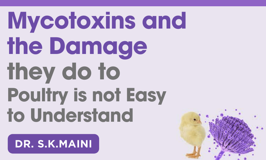Mycotoxins and the damage they do to Poultry is not easy to Understand ...