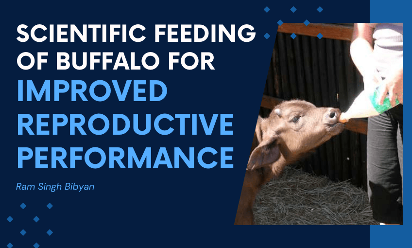 Scientific Feeding of Buffalo for Improved Reproductive Performance ...