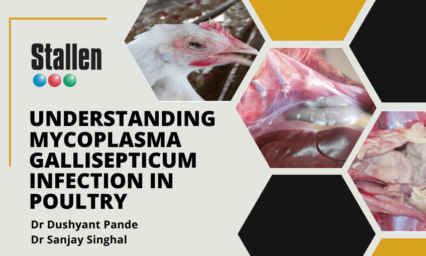 Understanding Mycoplasma Gallisepticum Infection in Poultry. - SR ...