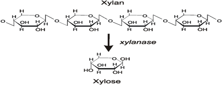 Exogenous Fibrolytic Enzymes in Ruminants - SR Publications