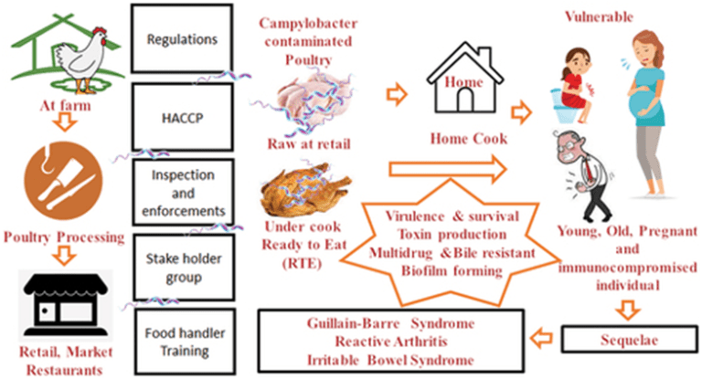 CAMPYLOBACTERIOSIS- A ZOONOTIC RISK - SR Publications