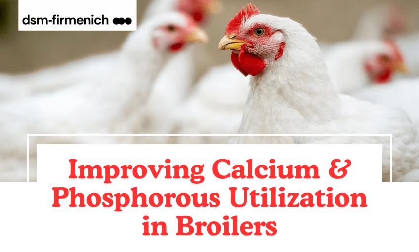 Improving Calcium & Phosphorous Utilization in Broilers - SR Publications