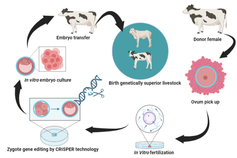 Future of Livestock: Exploring Advanced Genome Editing Techniques - SR ...