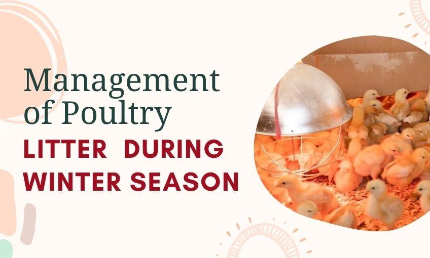 Management of Poultry Litter During Winter Season - SR Publications