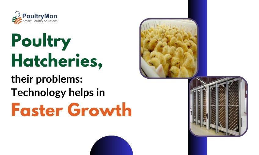 Poultry Hatcheries, their problems: Technology helps in faster growth - SR Publications