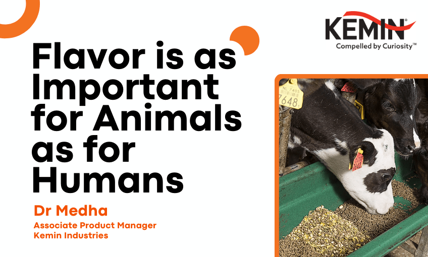 Flavor is as important for animals as for humans - SR Publications