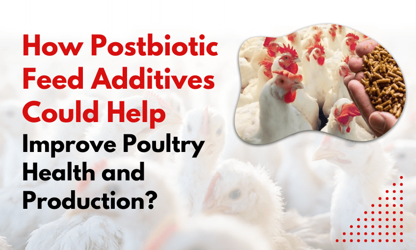 How postbiotic feed additives could help improve poultry health and ...
