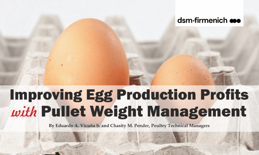 Improving Egg Production Profits with Pullet Weight Management - SR ...