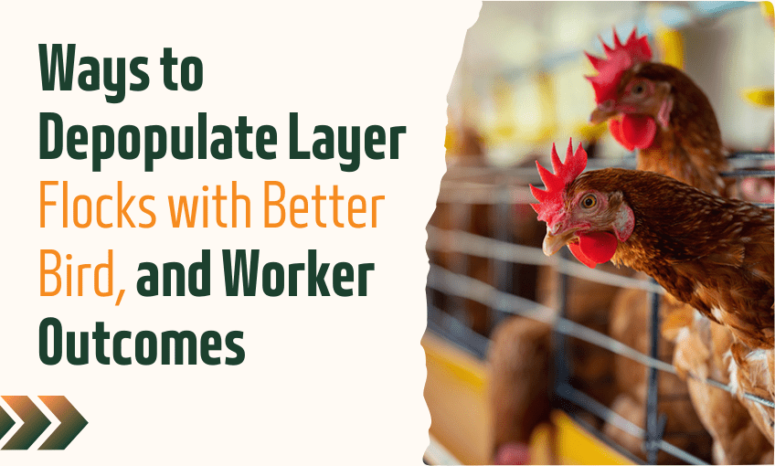 Ways to Depopulate Layer Flocks with Better Bird, and Worker Outcomes ...