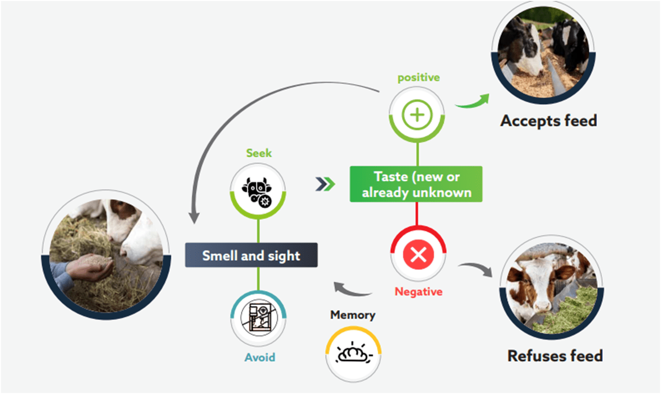 Flavor is as important for animals as for humans - SR Publications