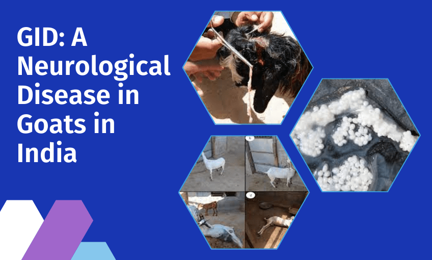 GID: A NEUROLOGICAL DISEASE IN GOATS IN INDIA - SR Publications