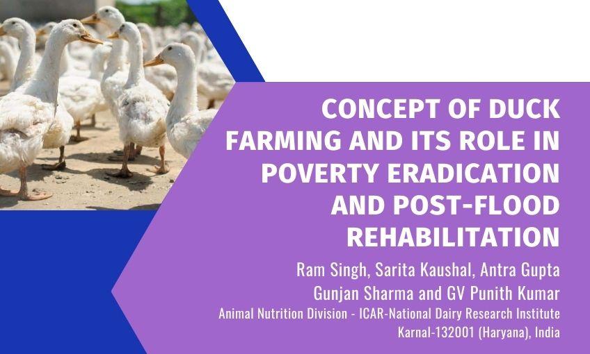 Concept of Duck Farming and Its Role in Poverty Eradication and Post ...