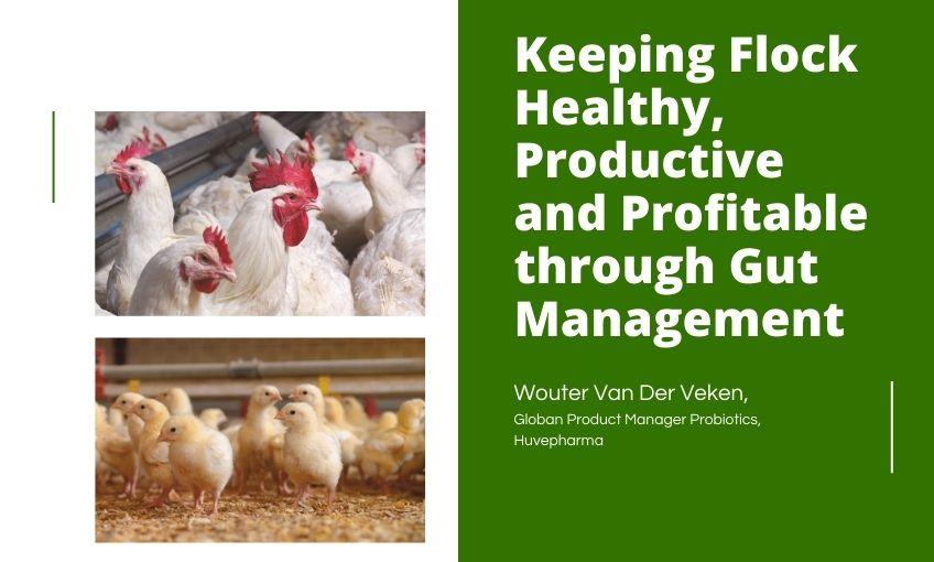 Keeping flocks healthy, productive and profitable through gut ...