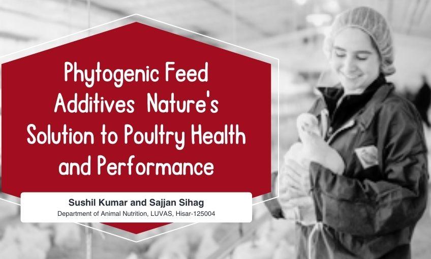 Phytogenic Feed Additives Natures Solution To Poultry Health And
