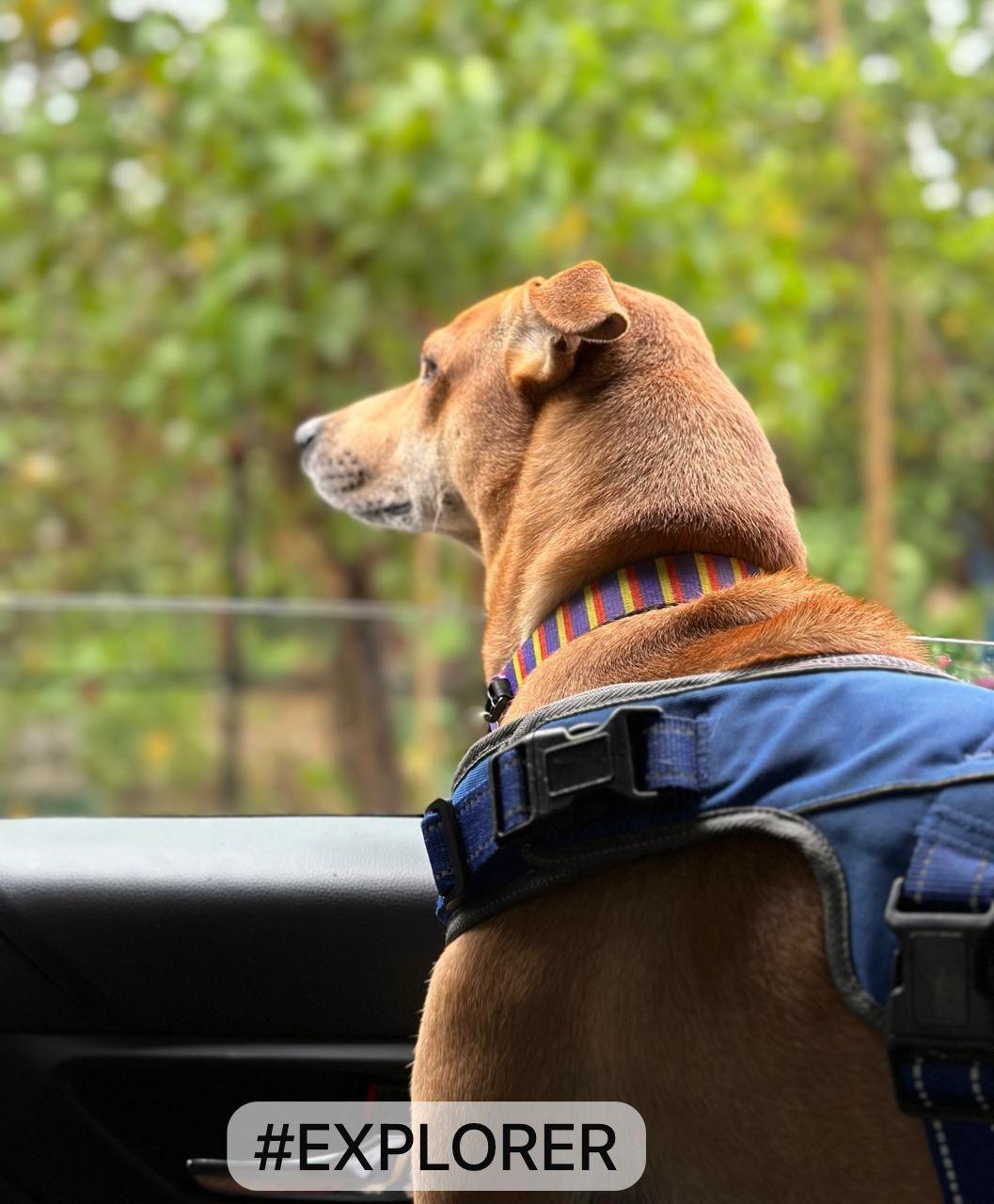 Meet 'HUGO', The SuperPUP in CEO Rahul Ghose's life - SR Publications