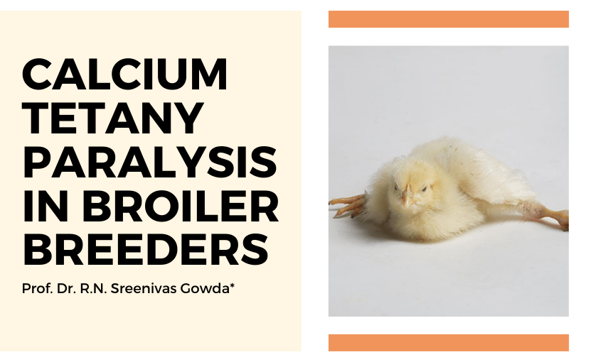 Calcium Tetany Paralysis in Broiler Breeders - SR Publications