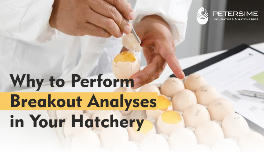 Why to perform breakout analyses in your hatchery - SR Publications