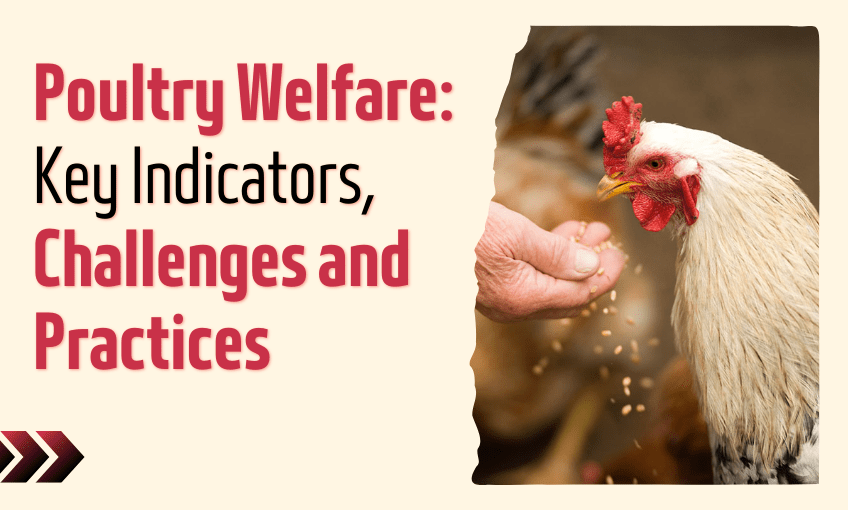 Poultry Welfare: Key Indicators, Challenges and Practices - SR Publications