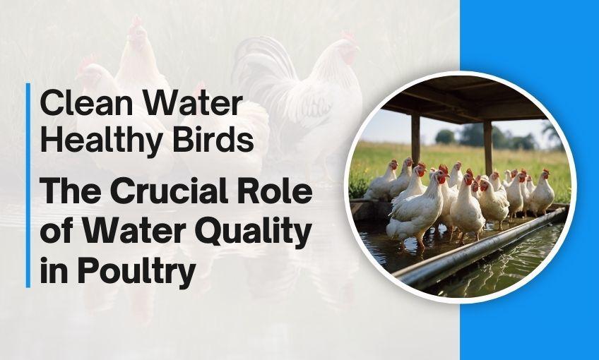 CLEAN WATER HEALTHY BIRDS: THE CRUCIAL ROLE OF WATER QUALITY IN POULTRY ...