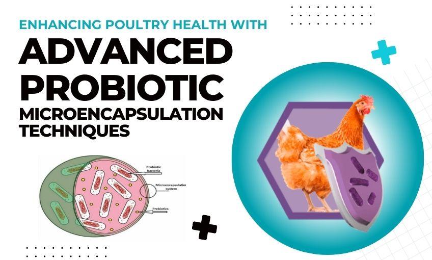 Enhancing Poultry Health with Advanced Probiotic Microencapsulation ...