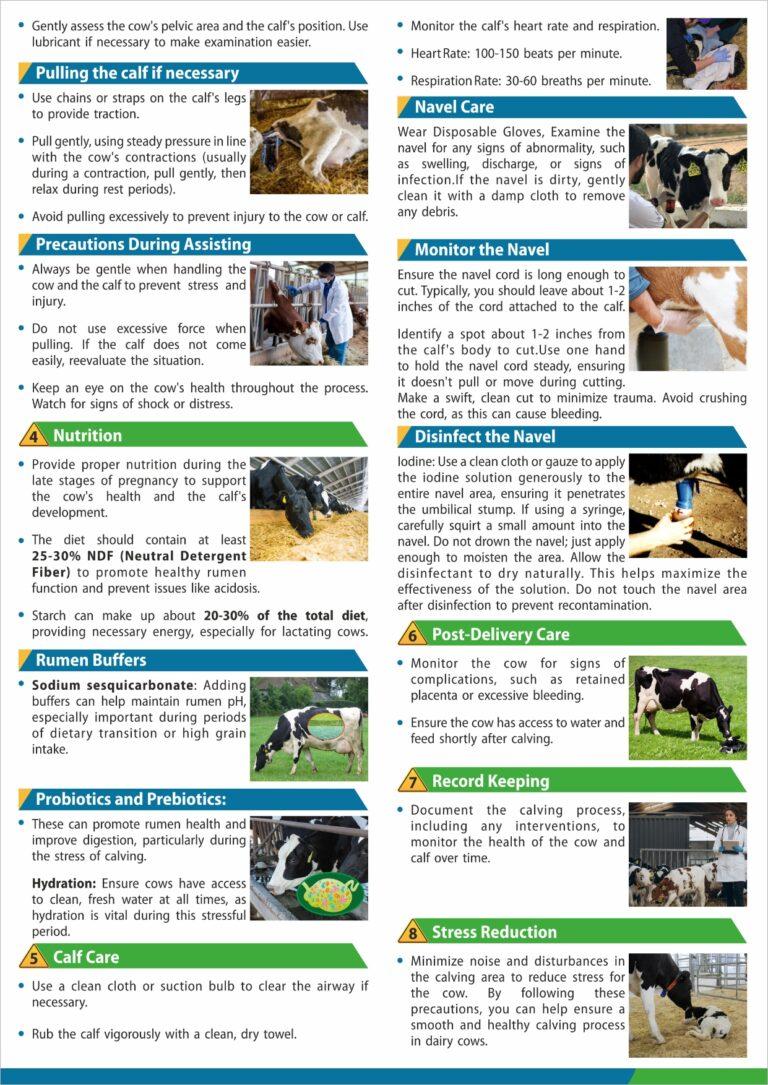 During parturition (calving) in dairy cows, it's important to follow ...