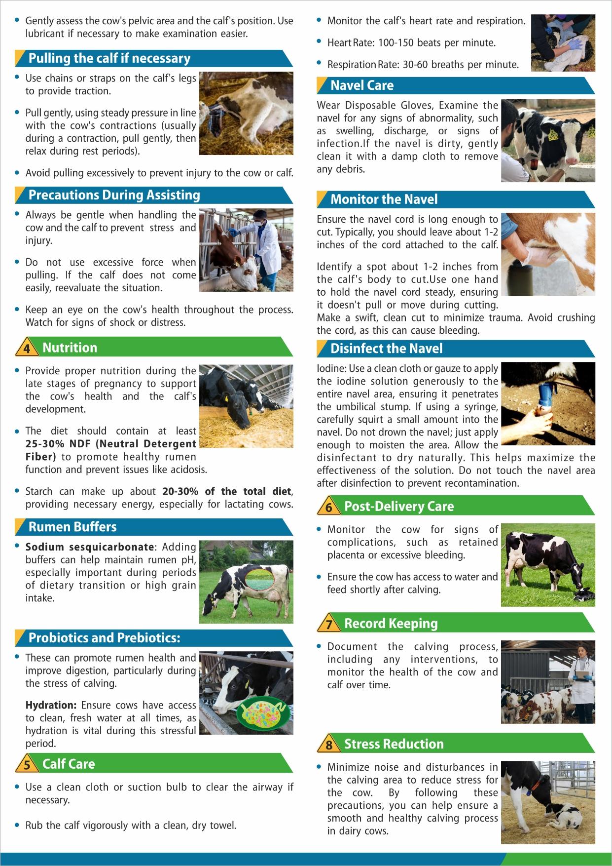 During parturition (calving) in dairy cows, it's important to follow specific precautions to ...