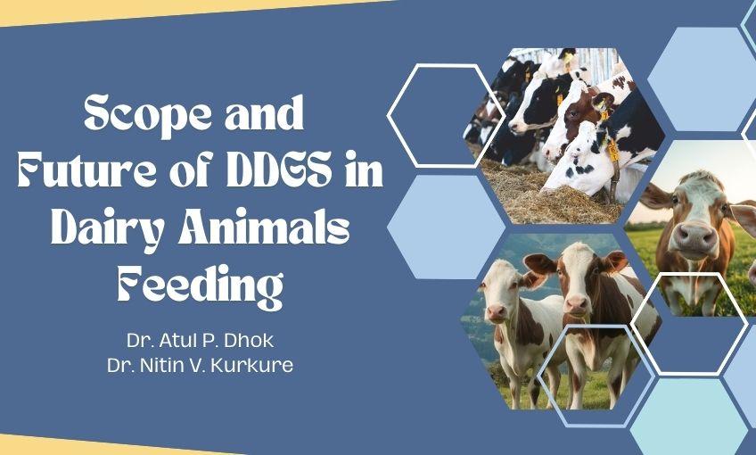 Scope and Future of DDGS in Dairy Animals Feeding - SR Publications