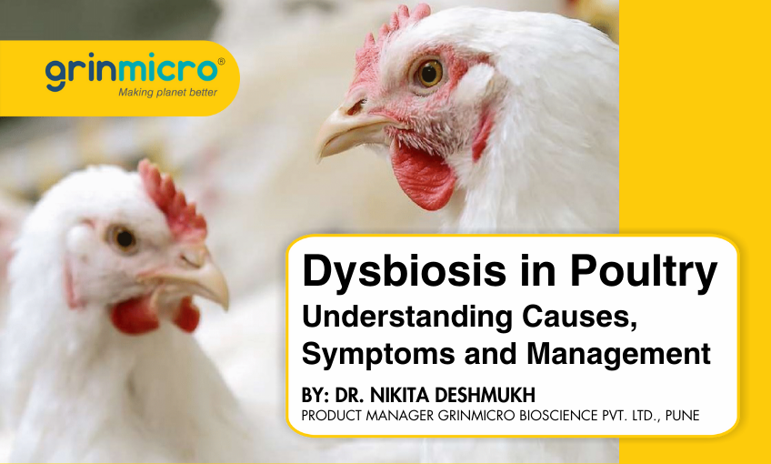 Dysbiosis in Poultry: Understanding Causes, Symptoms, and Management ...