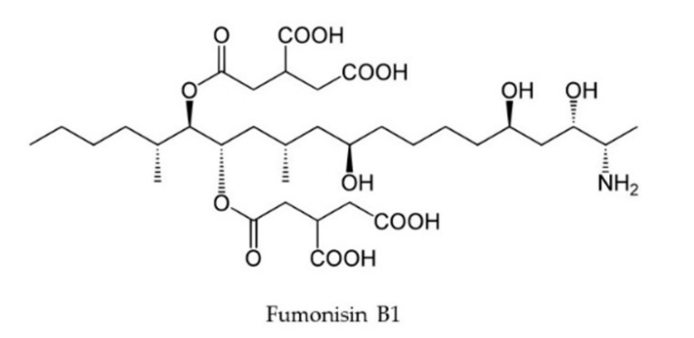 Understanding the Impact of Fumonisins on Poultry Health - SR Publications
