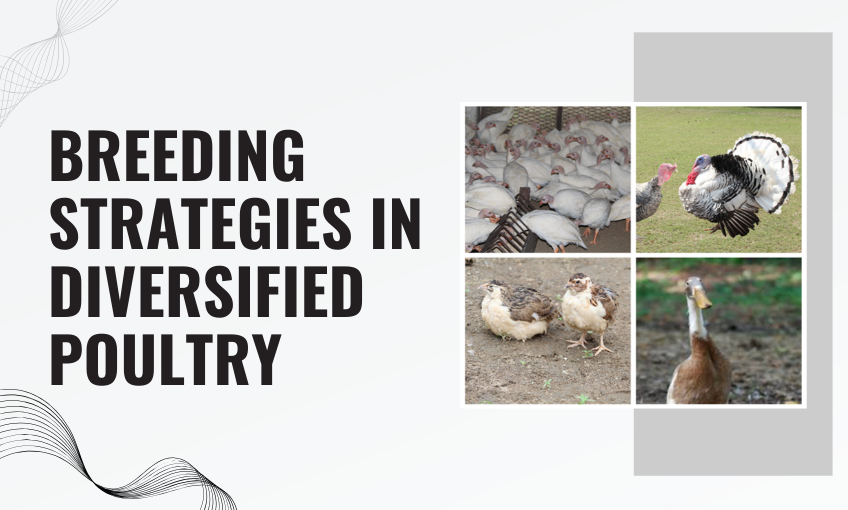 BREEDING STRATEGIES IN DIVERSIFIED POULTRY - SR Publications