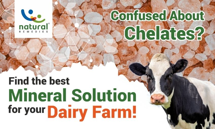 Confused About Chelates? Find the best Mineral Solution for your Dairy ...