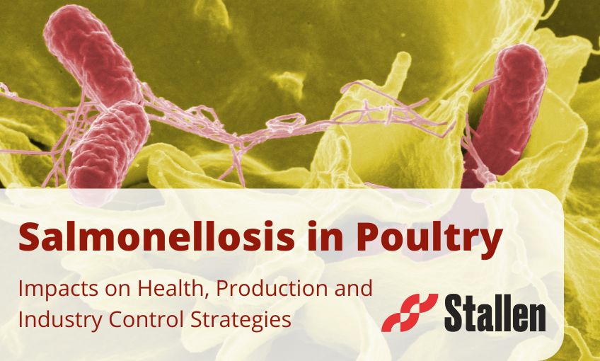 Salmonellosis in Poultry: Impacts on Health, Production and Industry ...