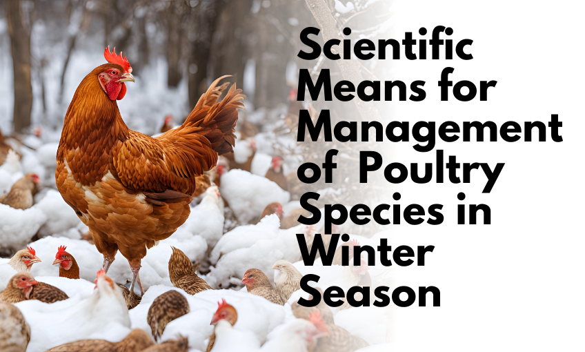 Scientific means for management of poultry species in winter season ...