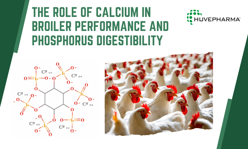 The role of calcium in broiler performance and phosphorus digestibility ...