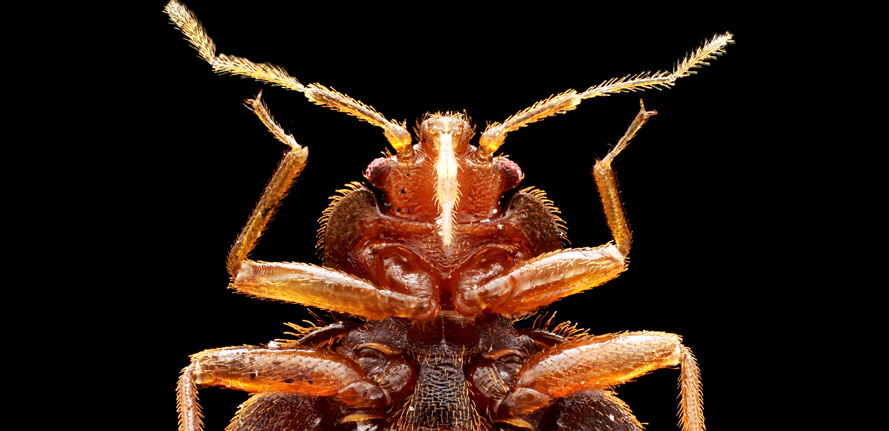 Researchers investigate new options for bed bug control in poultry ...
