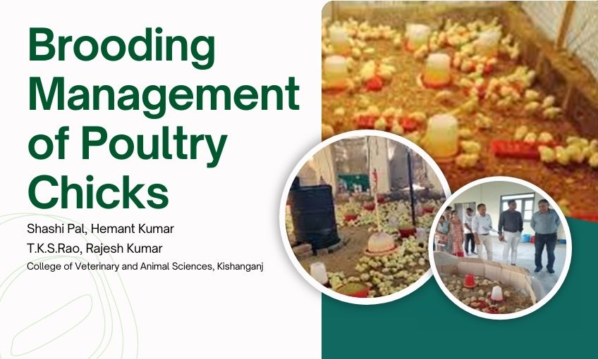 Brooding: Management of Poultry Chicks - SR Publications