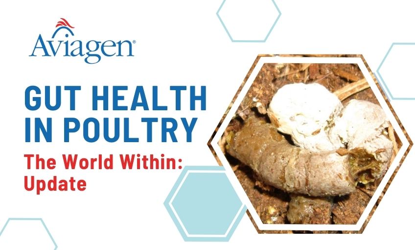 Gut Health in Poultry - The World Within: Update - SR Publications