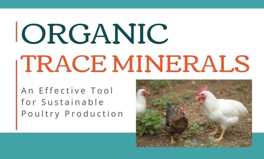 Organic Trace Minerals: An Effective Tool for Sustainable Poultry ...