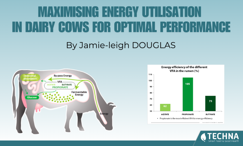 Maximising Energy Utilisation in Dairy Cows for Optimal Performance ...